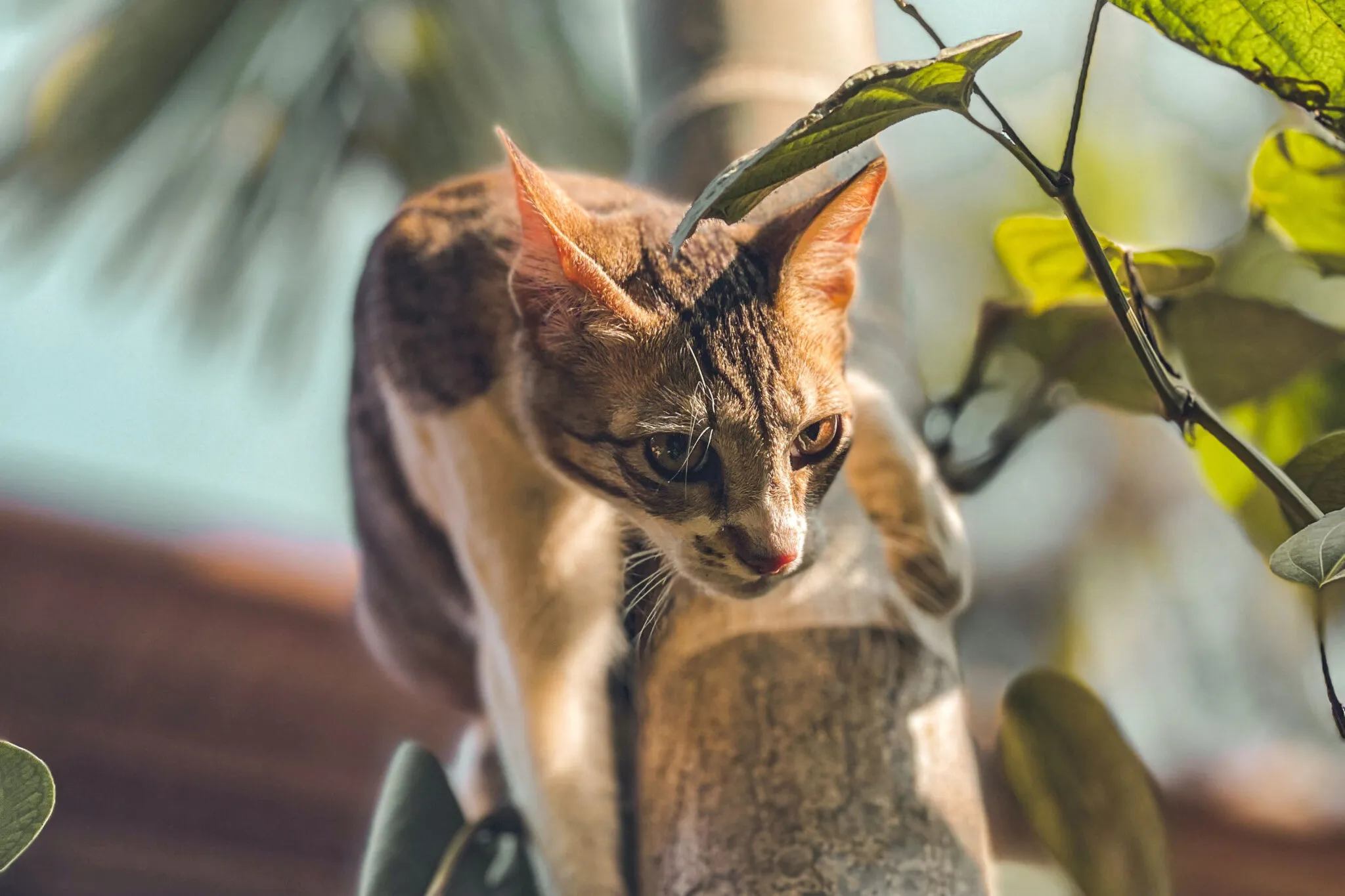 Summer-Lovin: 5 Weatherproof Cat Tree Options for Outdoors - Whiskers Magoo
